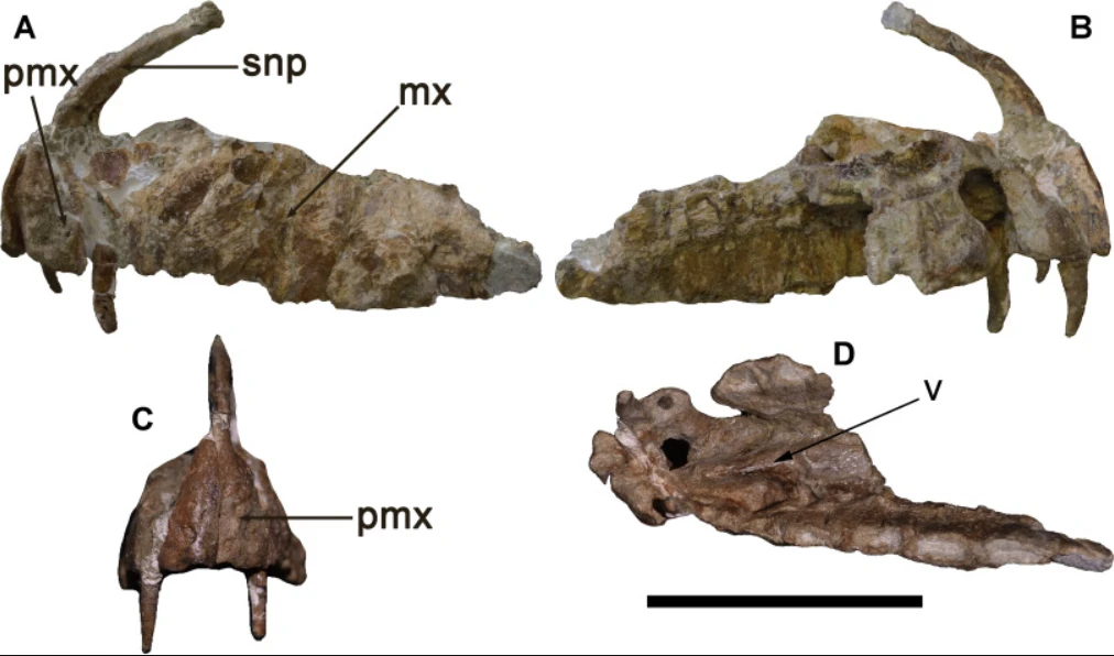 【物种译名】鲨齿龙类Carcharodontosauria全物种译名 - 哔哩哔哩