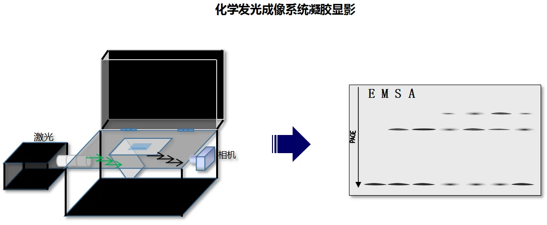 验证核酸-蛋白相互作用 | 凝胶迁移EMSA实验流程及结果分析 - 哔哩哔哩