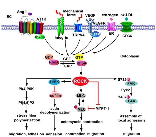 【AmBeed简读】解读ROCK从作用机制到抑制剂应用的探索 - 哔哩哔哩