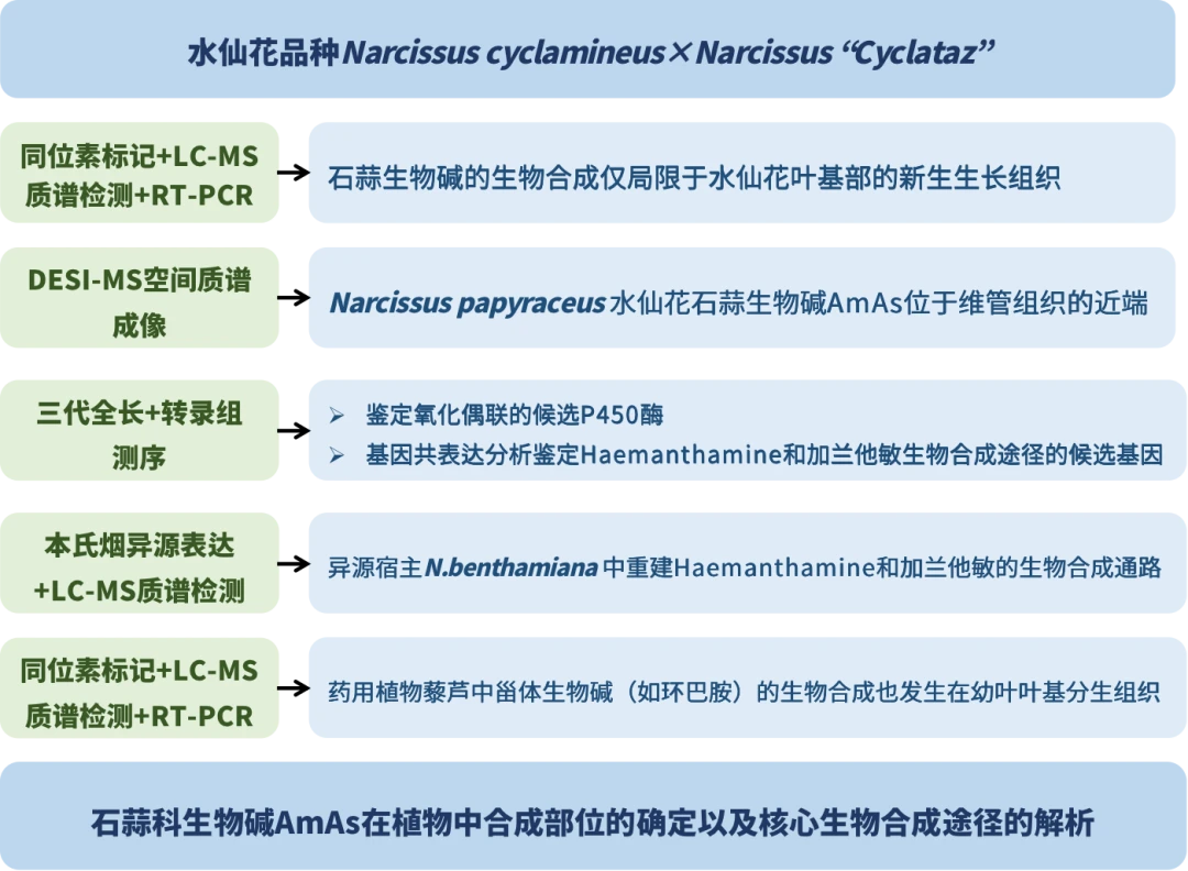 Cell Elizabeth Sattely团队揭秘石蒜科生物碱合成新途径再登顶刊 - 哔哩哔哩