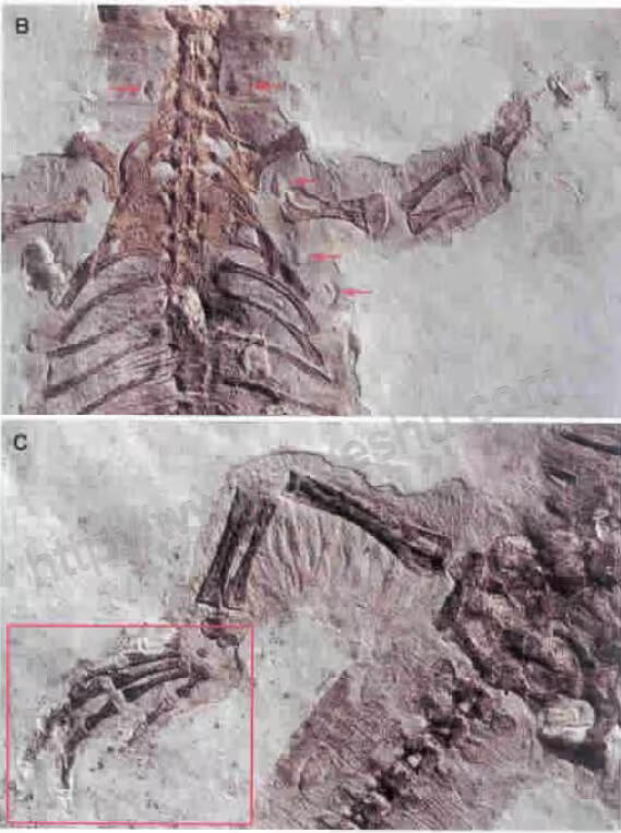 离龙目（Choristodera）基本介绍 - 哔哩哔哩