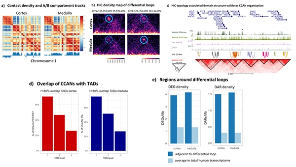 RNA-seq、ATAC-seq、Hi-C等联合分析揭示人肾髓质中的关键基因和转 - 哔哩哔哩