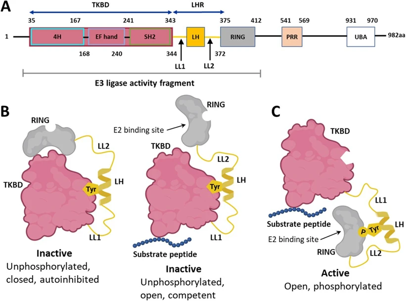 深入靶点：探索Cbl-b新型免疫检查点药物靶点 - 哔哩哔哩