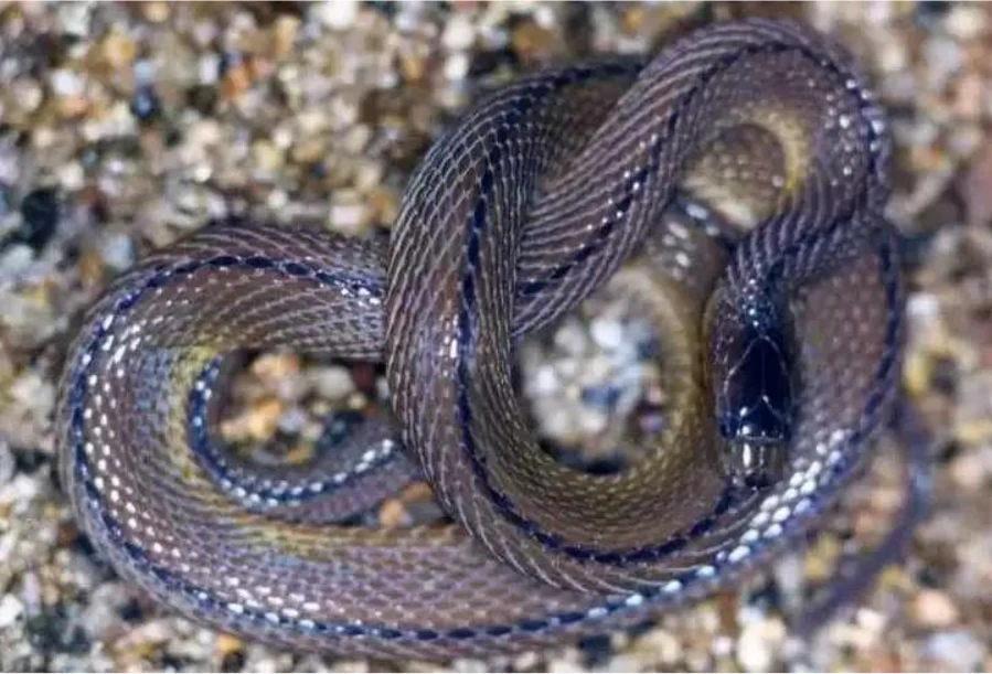 国产脊蛇属 - 哔哩哔哩