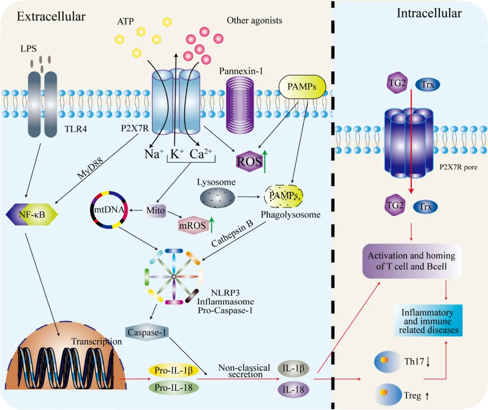 AbMole丨JNJ-47965567：高选择性P2X7受体抑制剂的机制与应用 - 哔哩哔哩