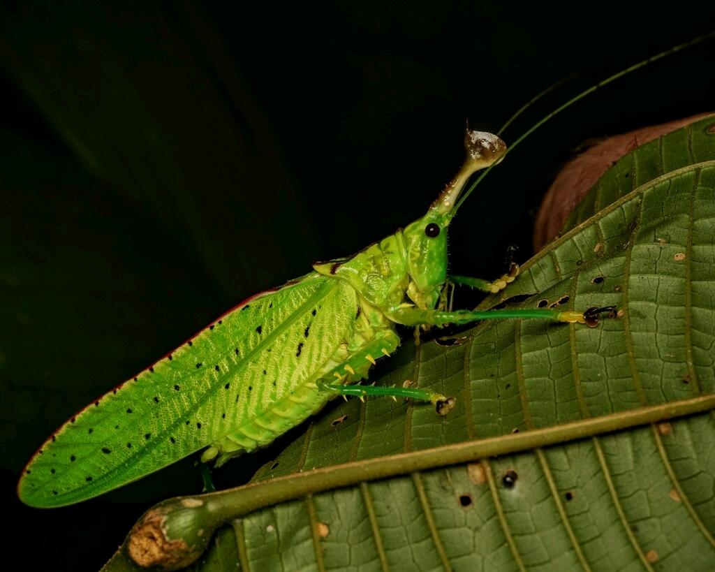 青牛螽属（Copiphora）中文名翻译 - 哔哩哔哩