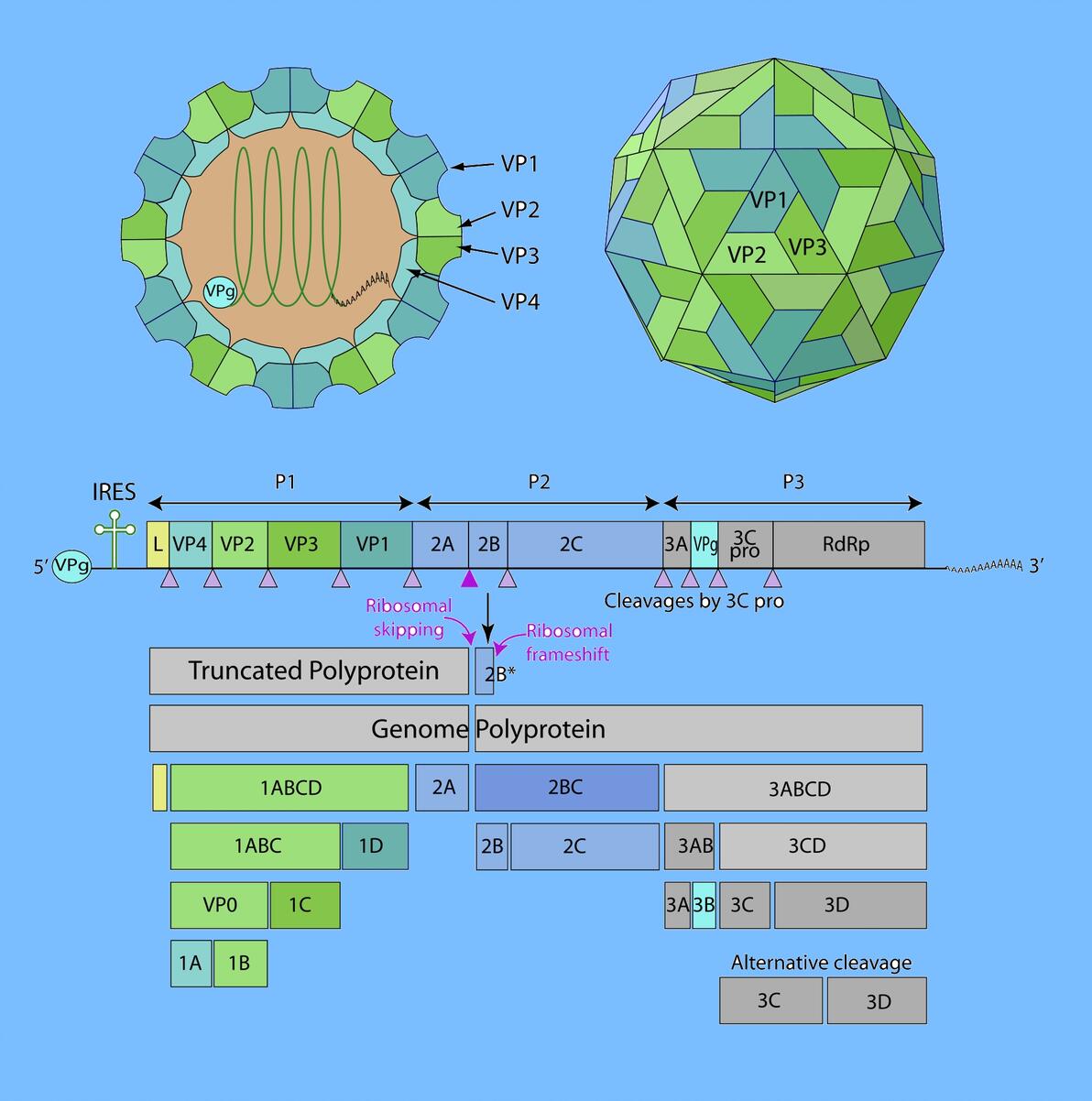 经典的心病毒——脑心肌炎病毒(EMCV) - 哔哩哔哩