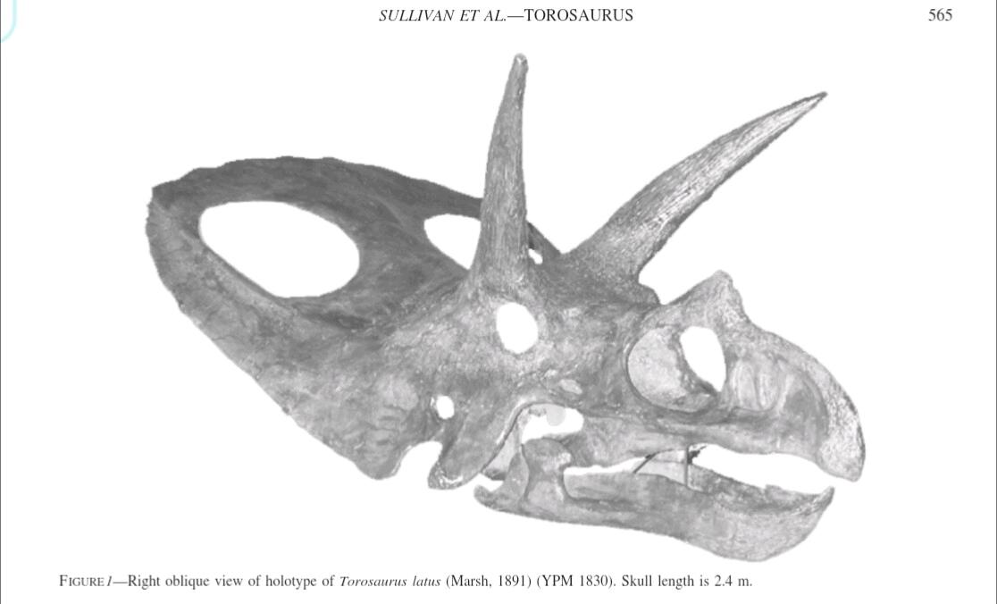 末代大头娃—牛角龙 - 哔哩哔哩