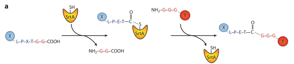 Sortase A：ADC药物偶联的魔法 - 哔哩哔哩