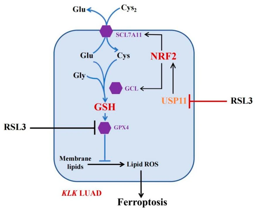 AbMole小课堂丨RSL3--铁死亡激动剂及其抗肿瘤研究 - 哔哩哔哩