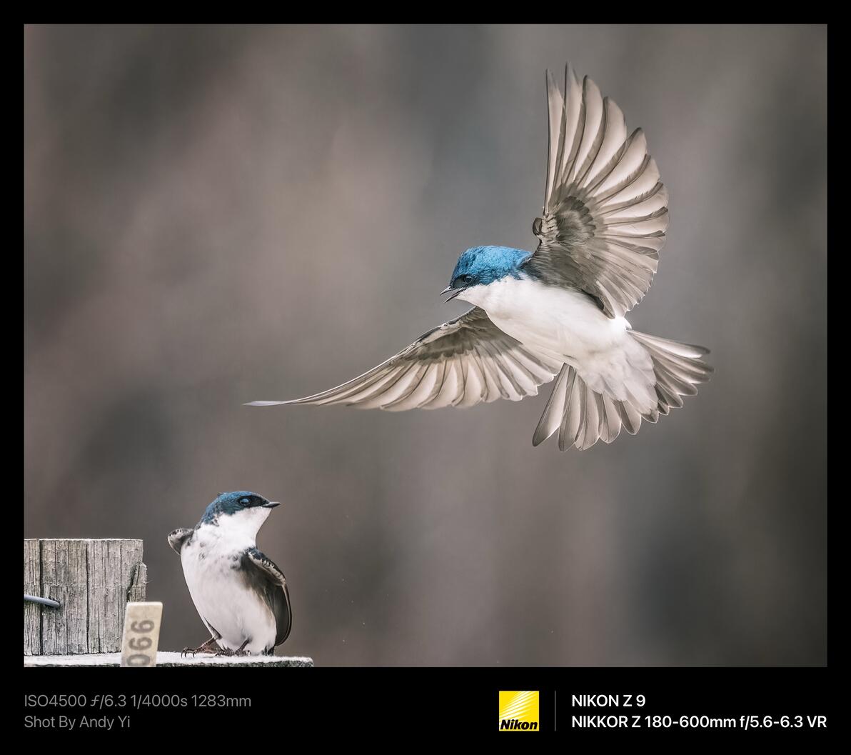 尼康Z180-600深度使用体验及实拍评测 - 哔哩哔哩