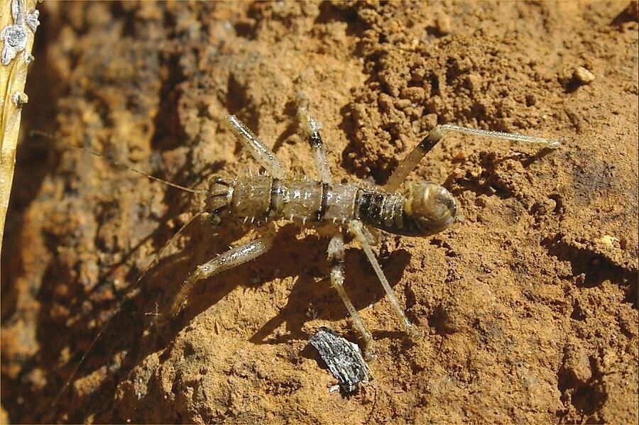 螳䗛目（Mantophasmatodea）所有种中文名翻译 - 哔哩哔哩