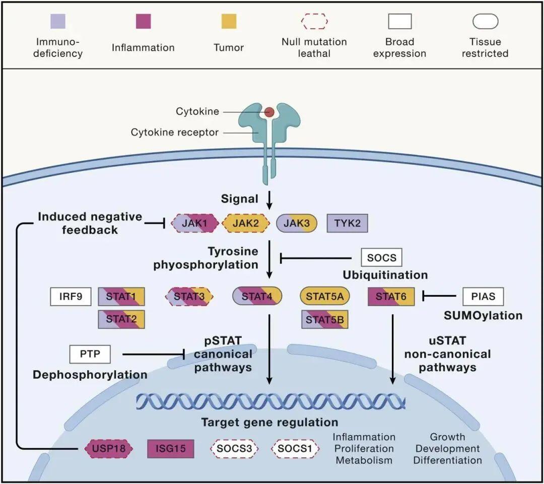 JAK-STAT信号通路全面梳理：信号传导、激活与调控、主要基因、信号串扰 - 哔哩哔哩