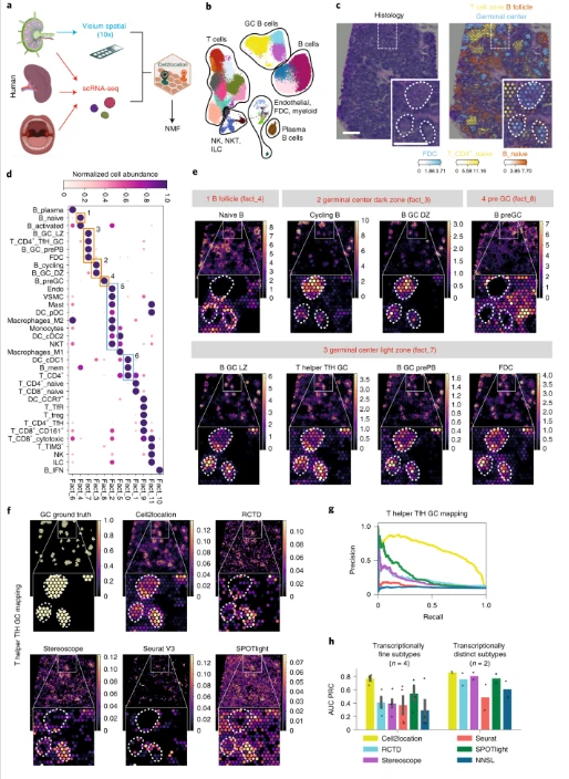 《NBT》| Cell2location注释空间数据细胞 - 哔哩哔哩