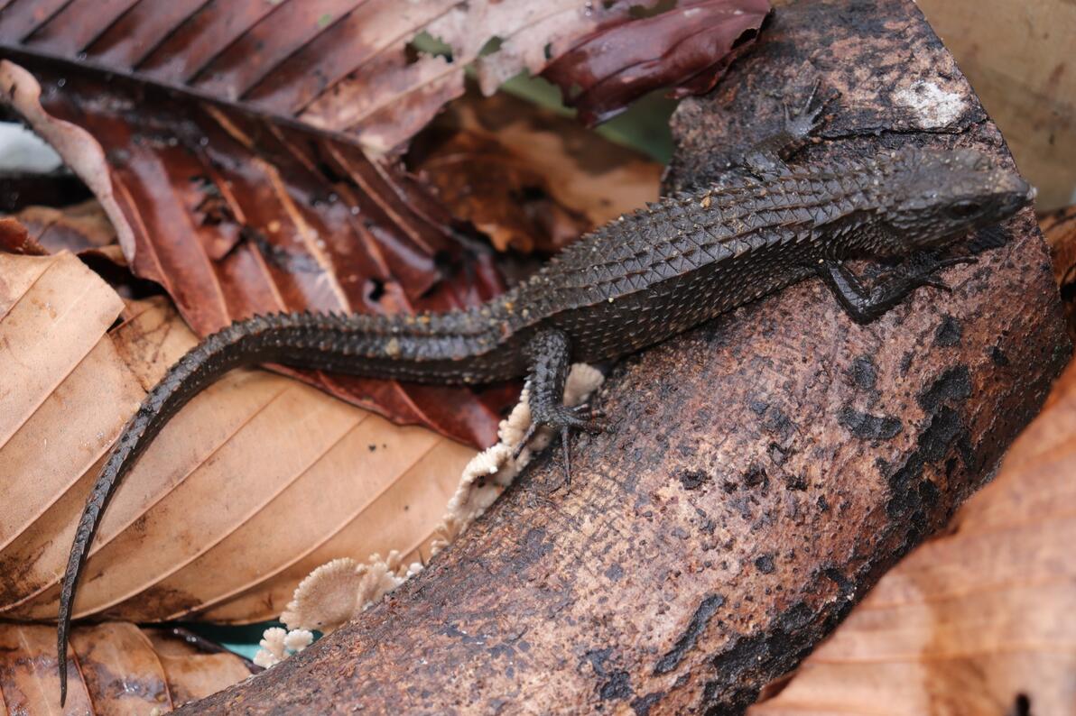 石龙子科Scincidae属级中文名整理（下） - 哔哩哔哩