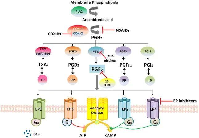 【AmBeed聚焦】解读COX-2：从作用机制到抑制剂应用的探索 - 哔哩哔哩