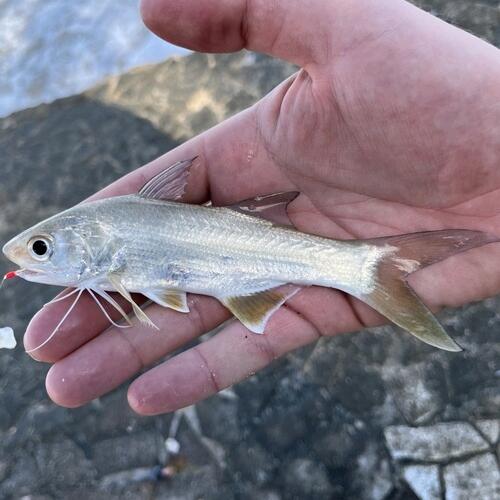 【鳍指如丝】马鲅科——多指马鲅属Polydactylus上 - 哔哩哔哩