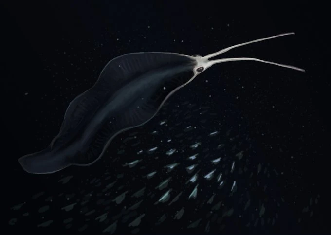 寒武魅影——泳虾科（Nectocarididae）跌宕的研究之路 - 哔哩哔哩