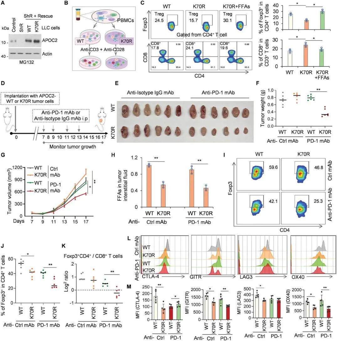 Adv Sci 上海交大范广建团队：乳酸化介导肿瘤免疫治疗抵抗新机制 - 哔哩哔哩
