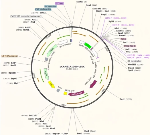 荧光系列技术对比：BiFC、LCA与DLR技术全解析 - 哔哩哔哩