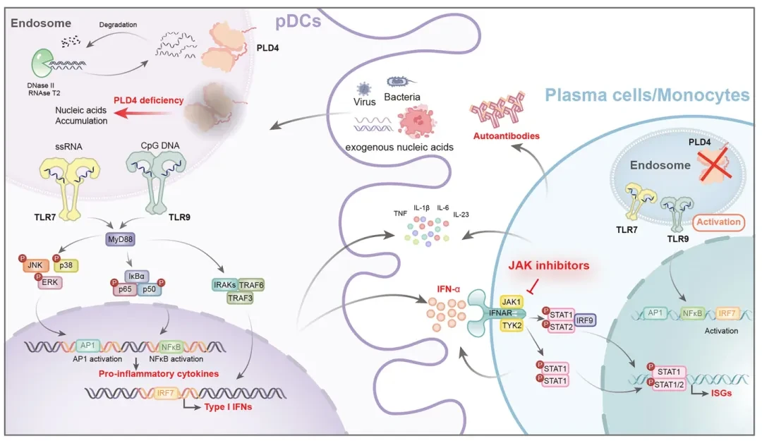 重磅！集萃药康助力浙大团队登顶《Nature》，首次揭示系统性红斑狼疮（SLE） - 哔哩哔哩