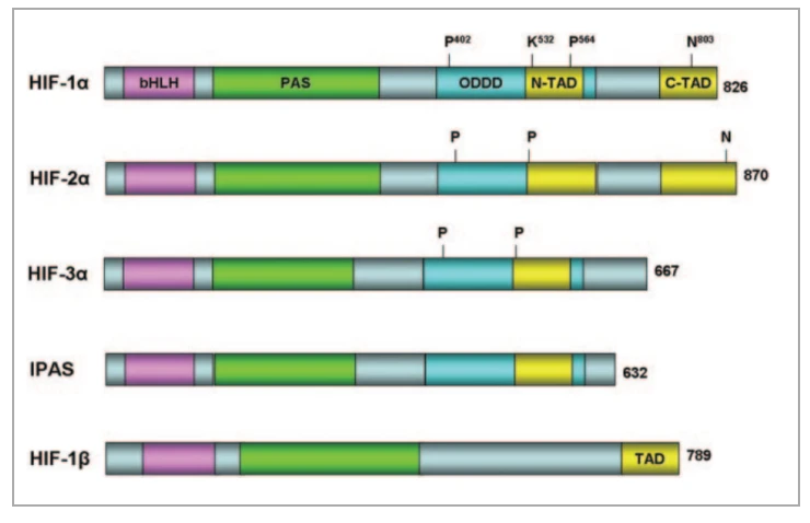 【小优细节君】HIF-1α老是空白条带，究竟为何？ - 哔哩哔哩
