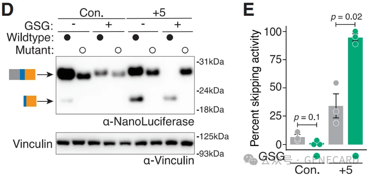 文献分享 - 很多新2A肽序列，及P2A肽介导的肽键跳跃效率 - 哔哩哔哩