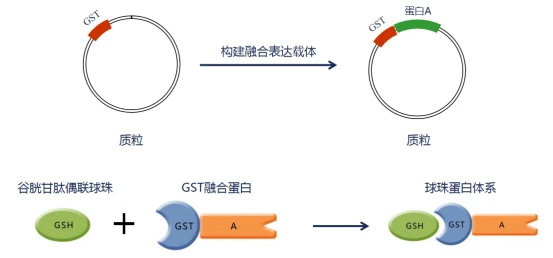 验证蛋白-蛋白相互作用，GST pull-down实验流程与结果解读 - 哔哩哔哩
