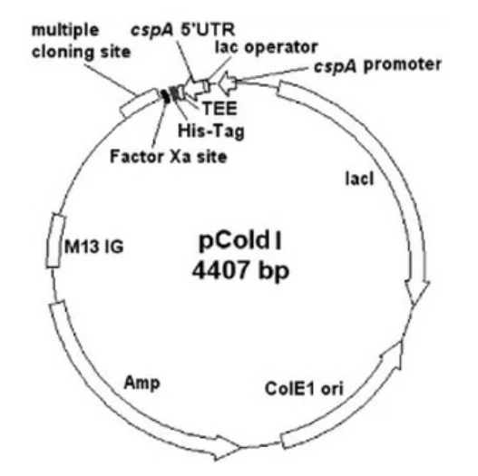 pCold I载体的应用—艾普蒂生物 - 哔哩哔哩