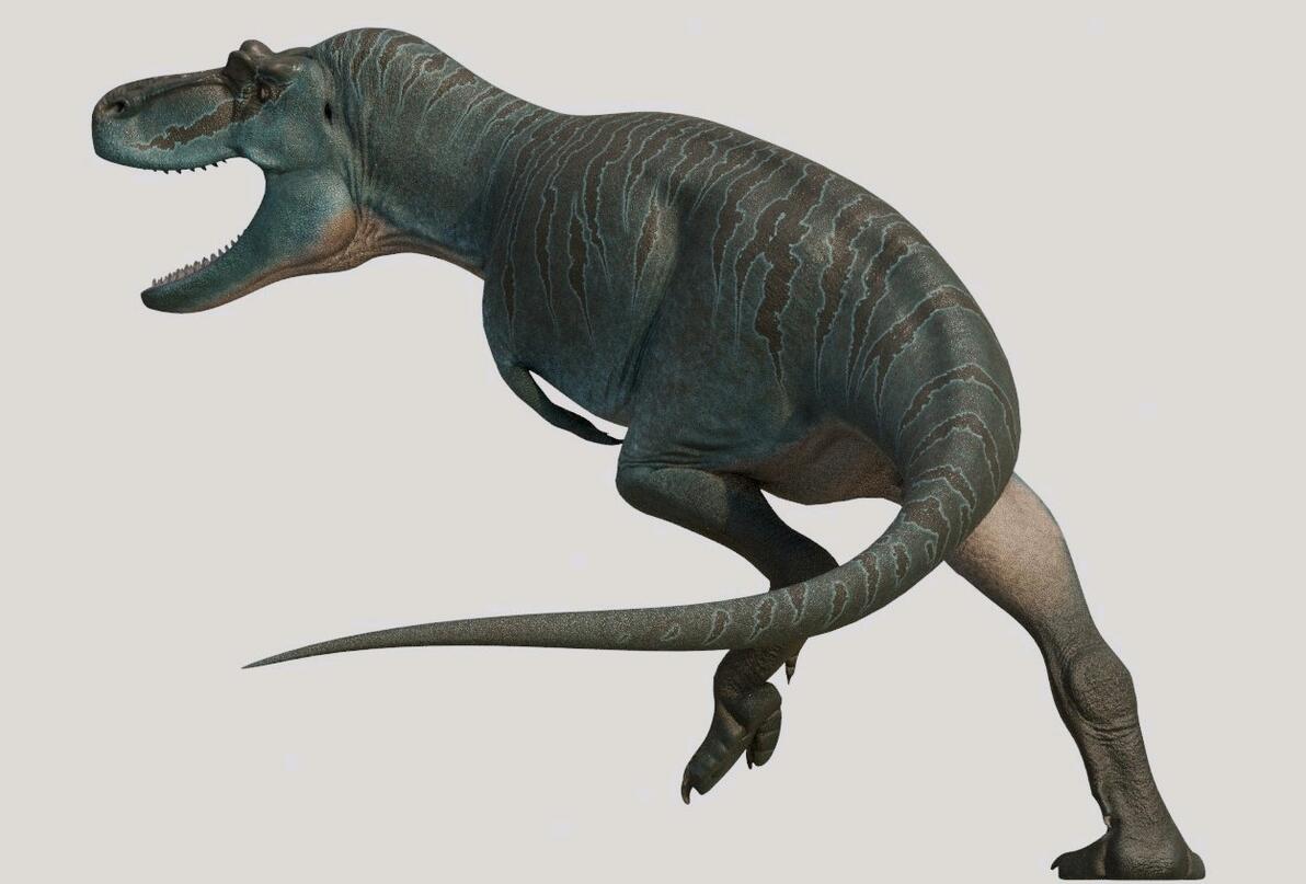 分享古生物图片（第三十三期） - 哔哩哔哩