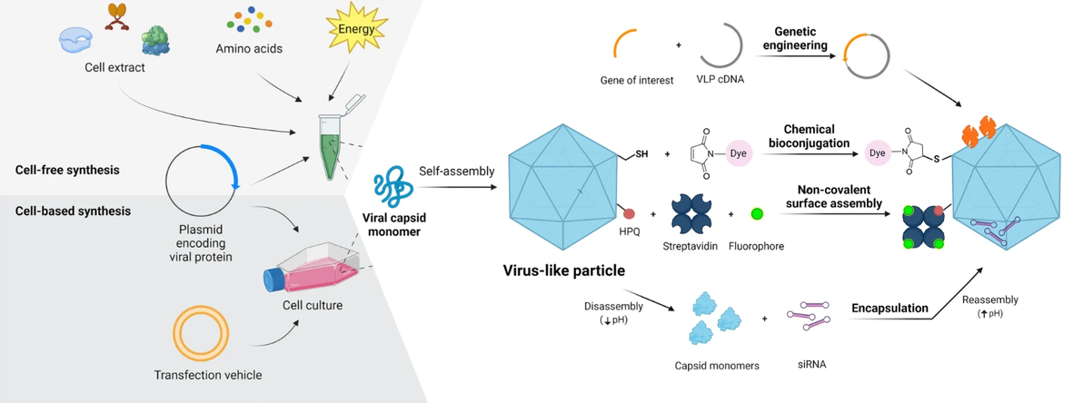 解锁VLP疫苗奥秘：初学者入门VLP疫苗指南及最全VLP表达平台解析 - 哔哩哔哩
