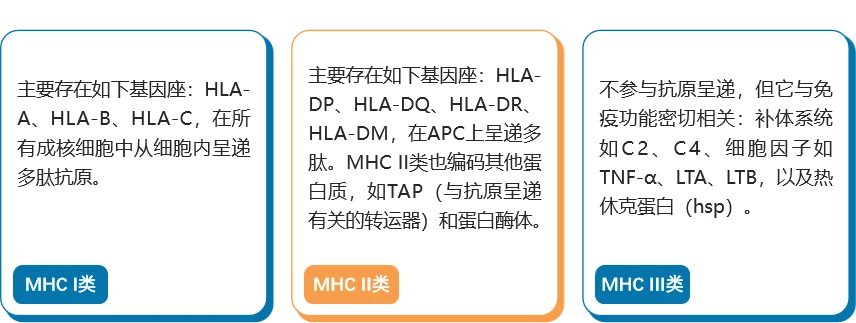 MHC分子：免疫系统的桥梁——探索守护者背后的秘密 - 哔哩哔哩