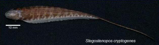 电鳗目大体分类（信息截至2025.4） - 哔哩哔哩