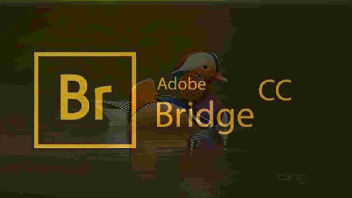 最新版Adobe Bridge使用感受BR 2024中文破解版-快速入门 - 哔哩哔哩