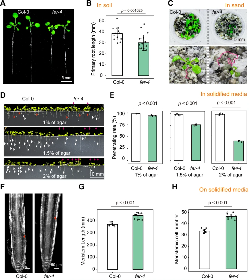 Developmental Cell湖南大学于峰团队提出植物根系渗透土壤新机制 - 哔哩哔哩