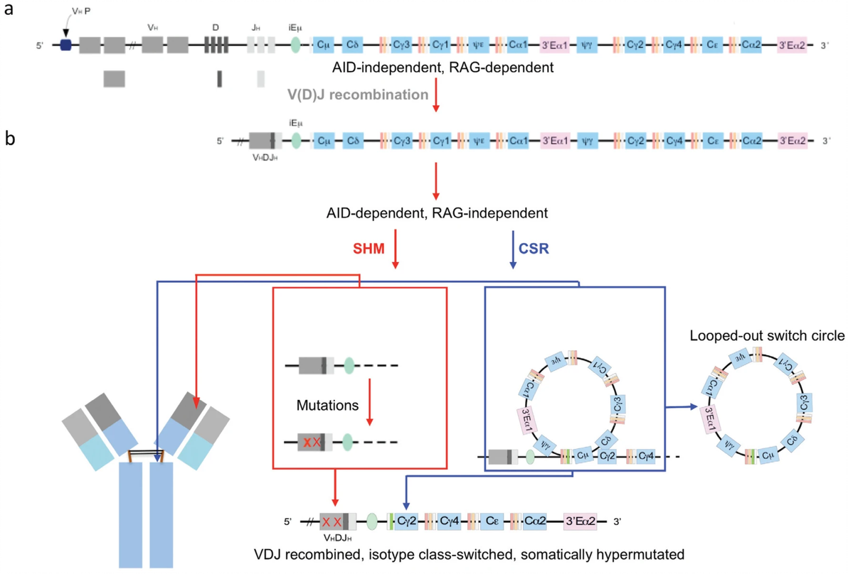 深度剖析 | 单细胞 BCR 数据分析中的超突变与类别转换 - 哔哩哔哩