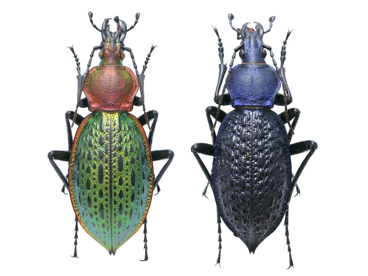 大步饲养：瘤鞘亚属Coptolabrus（壹） - 哔哩哔哩