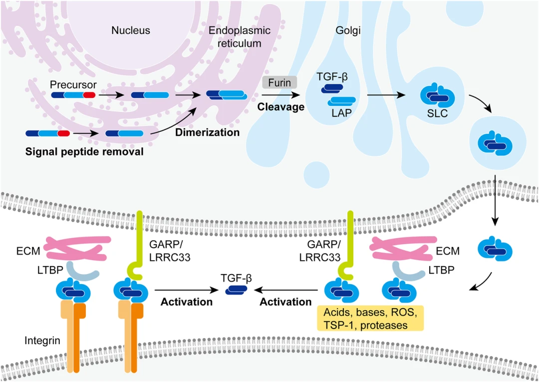 热门信号通路TGF-β：全新盘点（前沿机制/生理影响/病理关联/治疗策略） - 哔哩哔哩