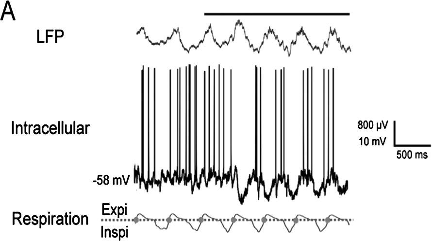 LFP 局部场电位简介（一） - 哔哩哔哩