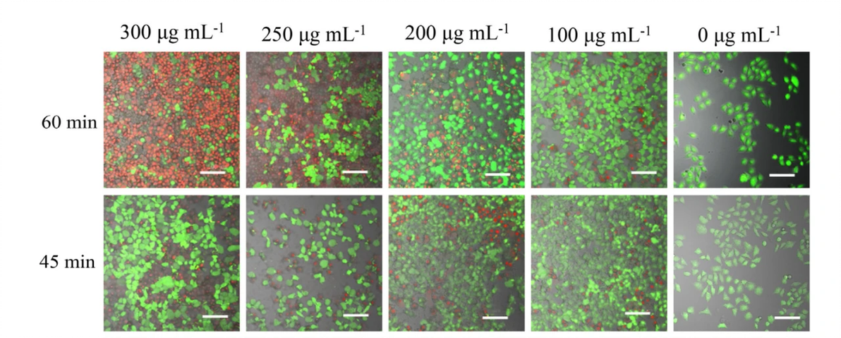 手把手教学｜细胞毒性检测法（Calcein-AM/PI双染法） - 哔哩哔哩
