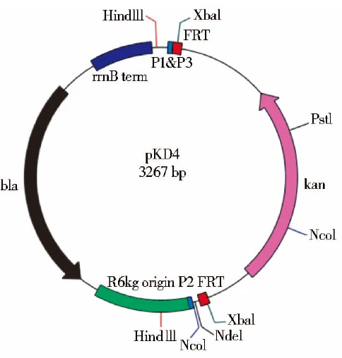 pKD4载体的特性—艾普蒂生物 - 哔哩哔哩
