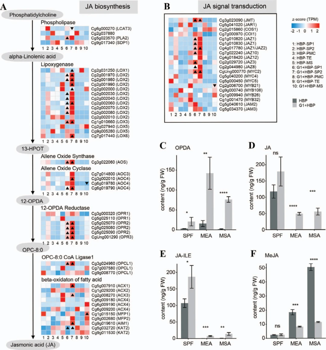 分享一个PPT+Excel绘制KEGG通路热图的方法 - 哔哩哔哩