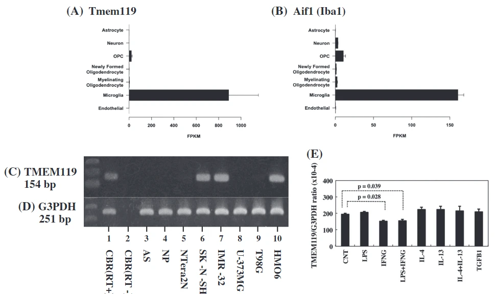 神经细胞分类及其标志物汇总 - 哔哩哔哩
