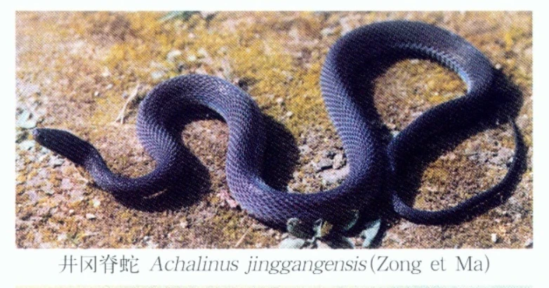 国产脊蛇属 - 哔哩哔哩