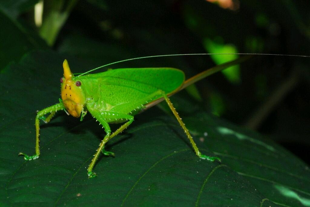 青牛螽属（Copiphora）中文名翻译 - 哔哩哔哩