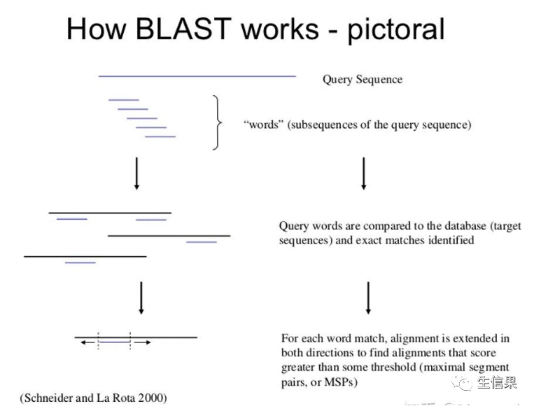 十分钟吃透blast比对底层逻辑并实操 - 哔哩哔哩