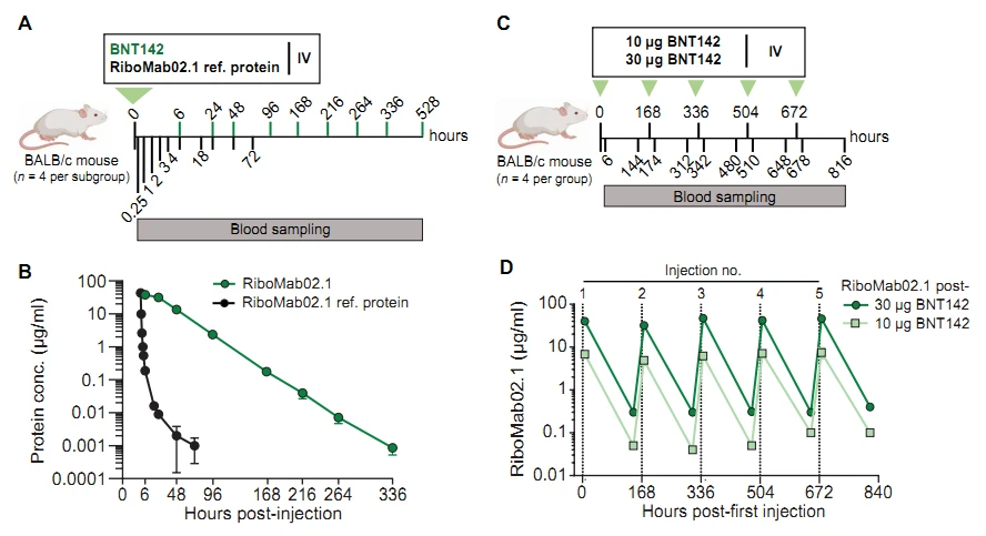 BioNTech早研靶点|mRNA双抗疗法BNT142的设计与临床前评估 - 哔哩哔哩
