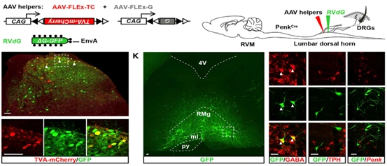 AAV组织特异性—外周神经的特异性调控 - 哔哩哔哩