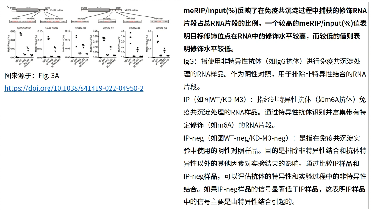 什么是m6A? - 哔哩哔哩