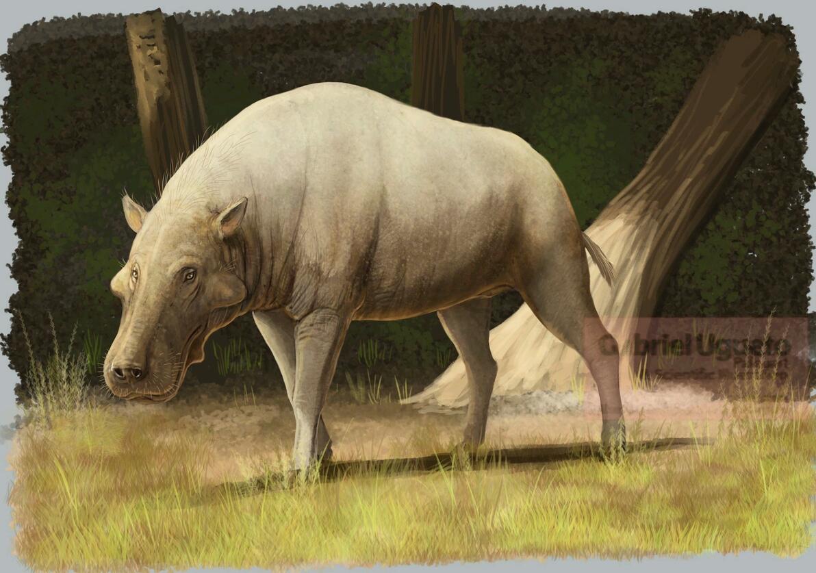 豨科的拉丁学名与中文译名对照 - 哔哩哔哩